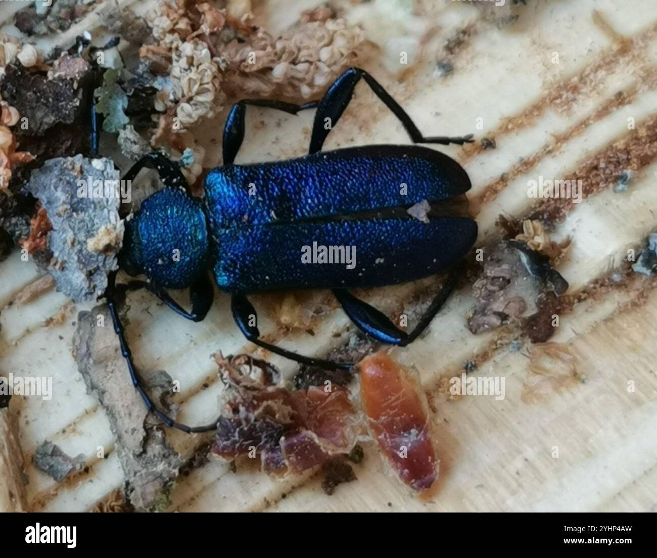 Violet tanbark beetle (Callidium violaceum Stock Photo - Alamy