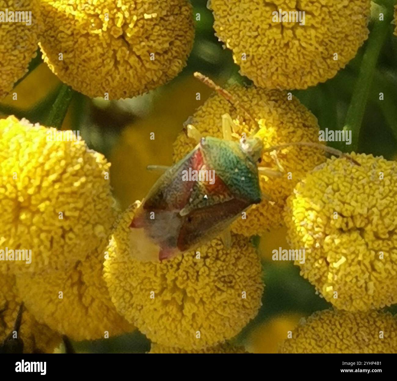 Birch Shield Bug (Elasmostethus interstinctus Stock Photo - Alamy