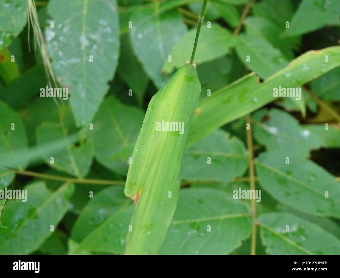 bulblet fern (Cystopteris bulbifera Stock Photo - Alamy