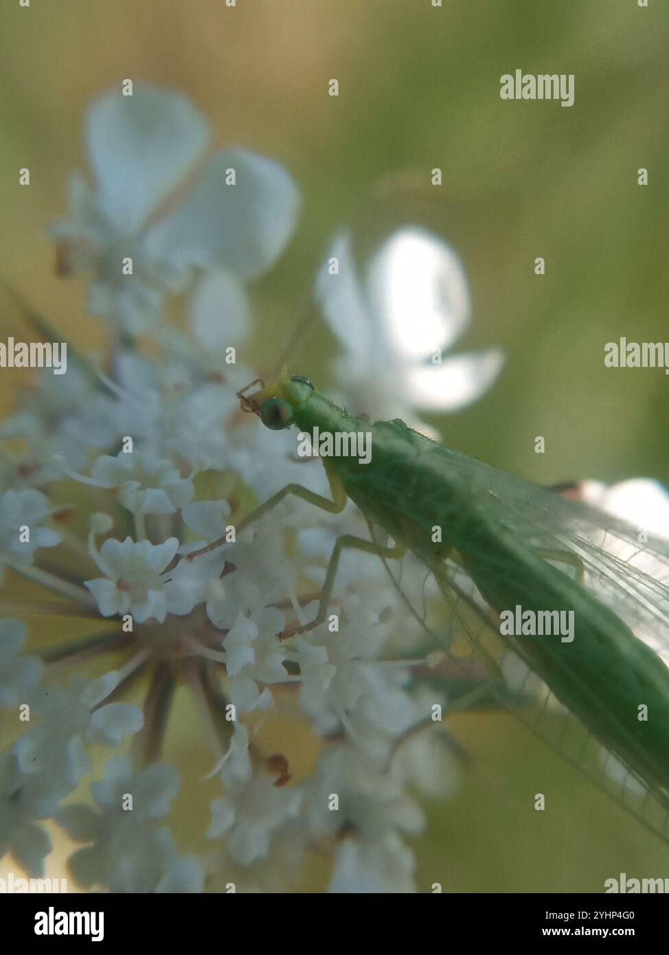 common green lacewings (Chrysoperla Stock Photo - Alamy
