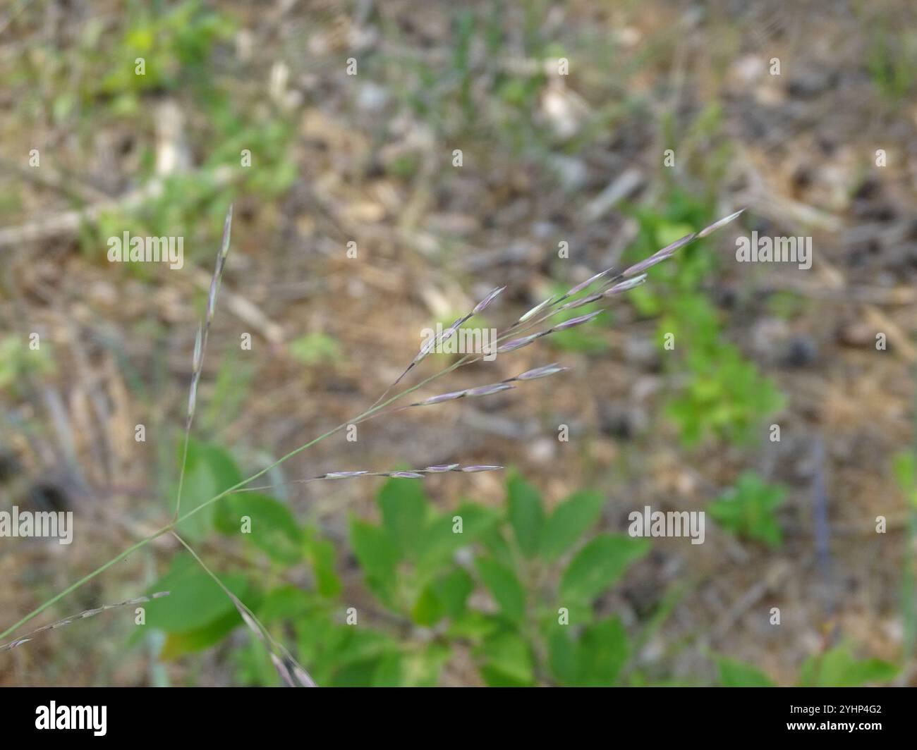 Sand Reedgrass (Sporobolus rigidus magnus Stock Photo - Alamy