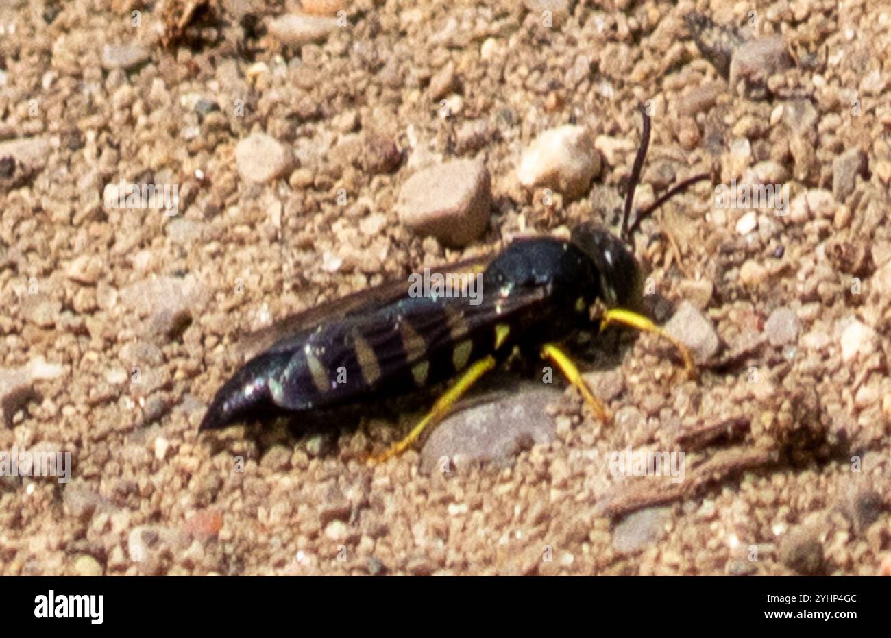 Four-banded Stink Bug Wasp (Bicyrtes quadrifasciatus Stock Photo - Alamy