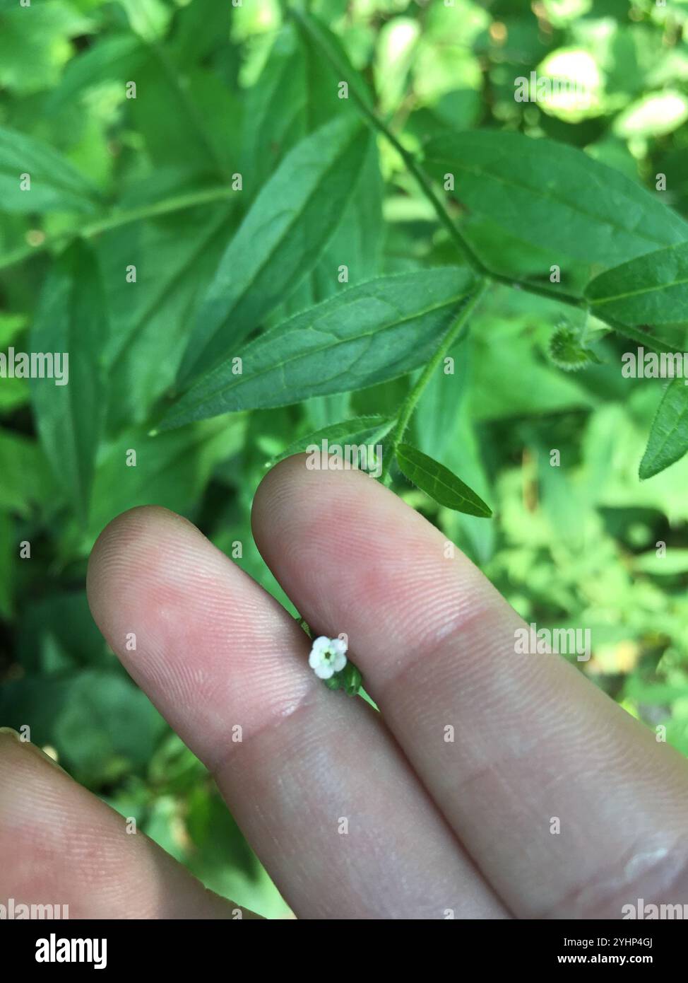 virginia stickseed (Hackelia virginiana Stock Photo - Alamy
