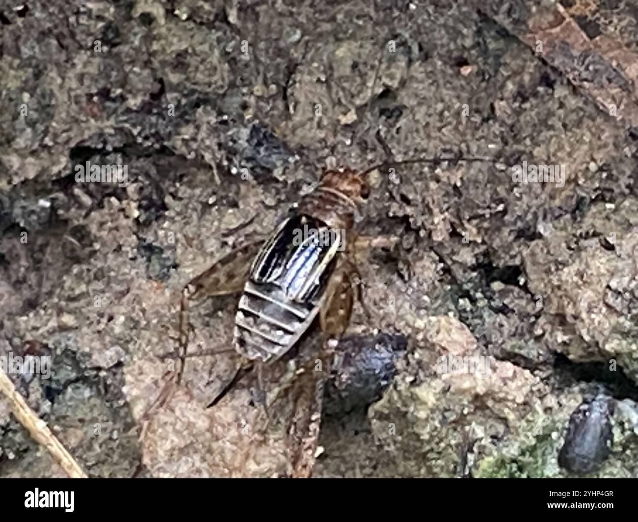 True Crickets (Gryllidae Stock Photo - Alamy