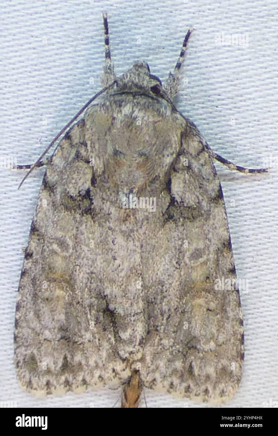 Dagger Moths (Acronicta Stock Photo - Alamy