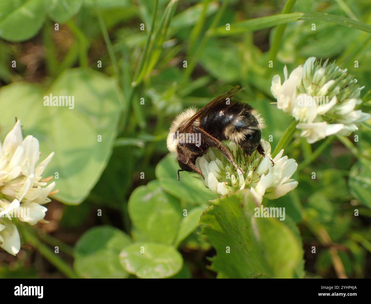 Yellowish Cuckoo Bumble bee (Bombus flavidus Stock Photo - Alamy