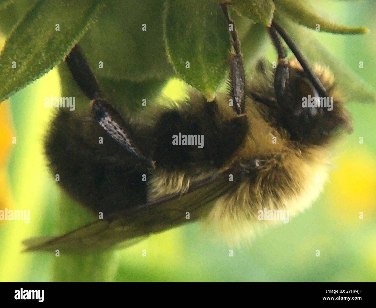 Common Eastern Bumble Bee (Bombus impatiens Stock Photo - Alamy