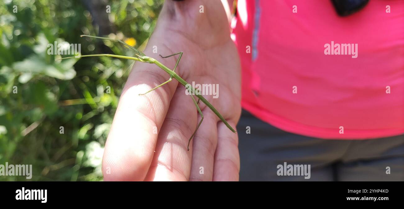 Stick Insects (Phasmida Stock Photo - Alamy