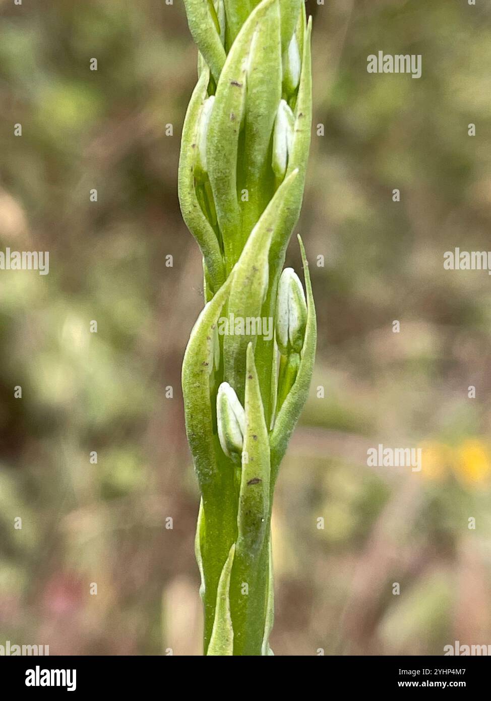 elegant piperia (Platanthera elegans elegans Stock Photo - Alamy