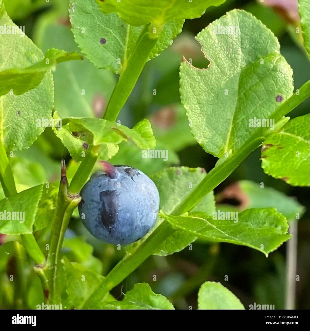 common bilberry (Vaccinium myrtillus Stock Photo - Alamy