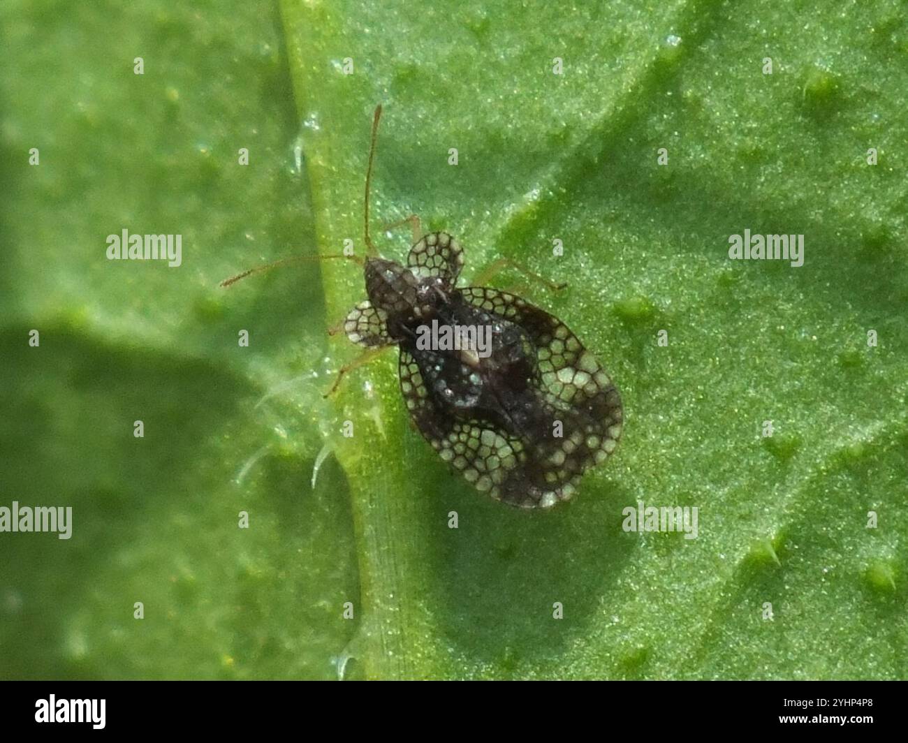 Pear Lace Bug (Stephanitis pyri Stock Photo - Alamy