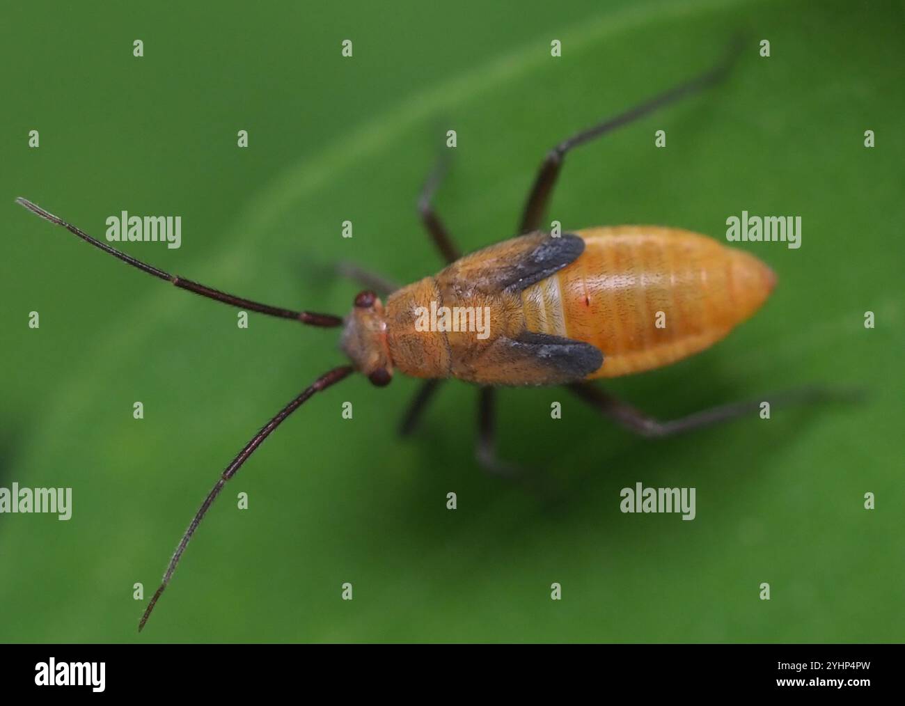 Scarlet Plant Bugs (Lopidea Stock Photo - Alamy