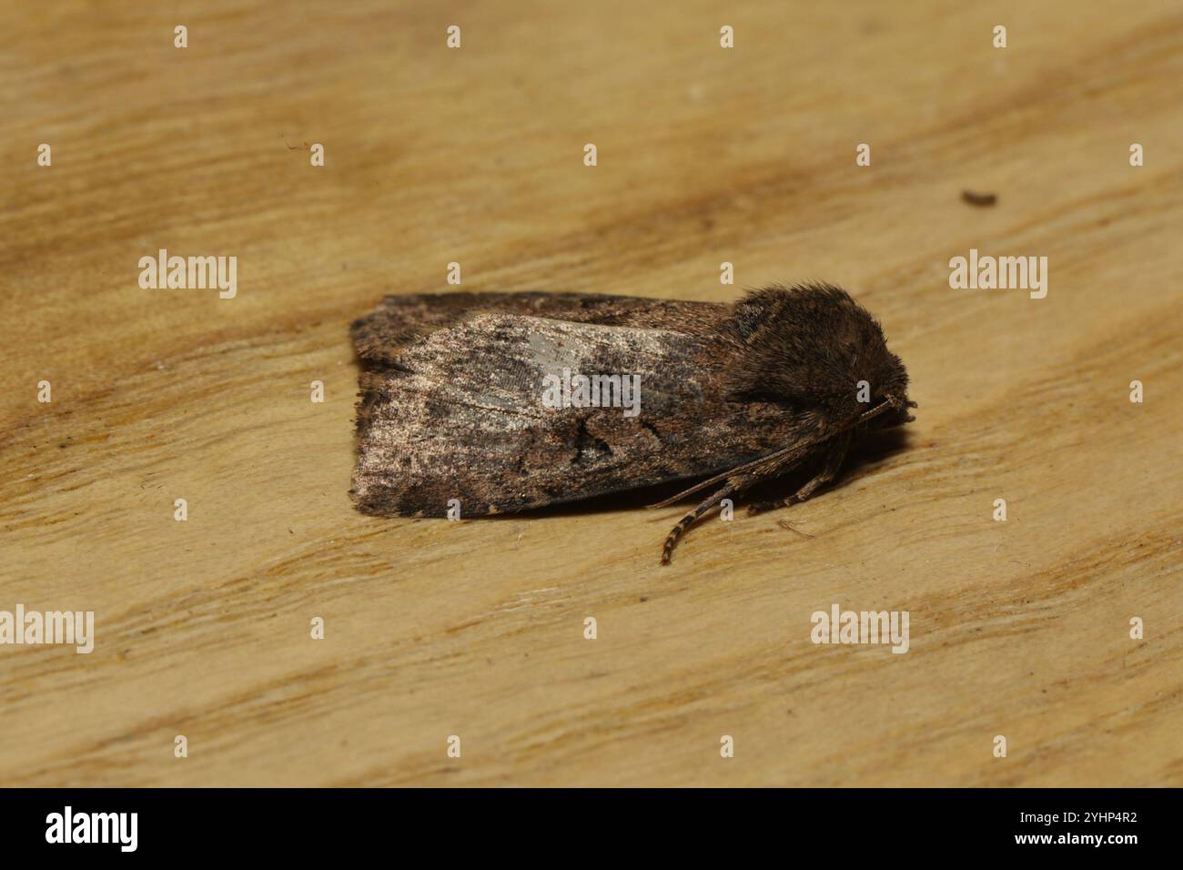 Mottled Rustic (Caradrina morpheus Stock Photo - Alamy