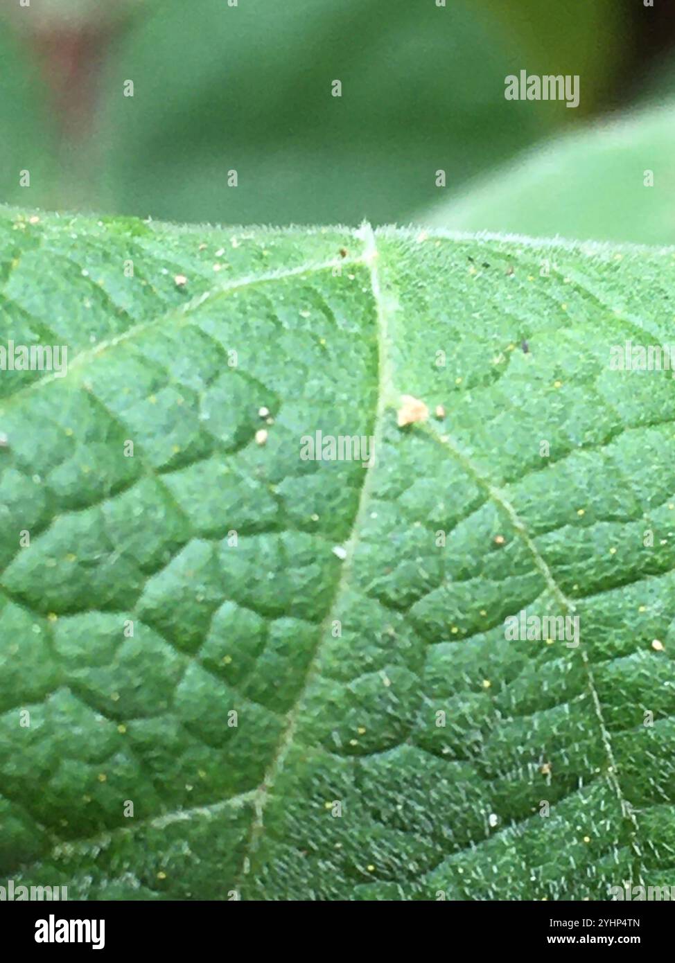 Twining Snoutbean (Rhynchosia tomentosa Stock Photo - Alamy