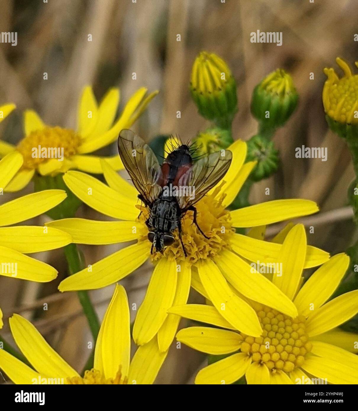 Red Spotted Parasite Fly (Eriothrix rufomaculata Stock Photo - Alamy