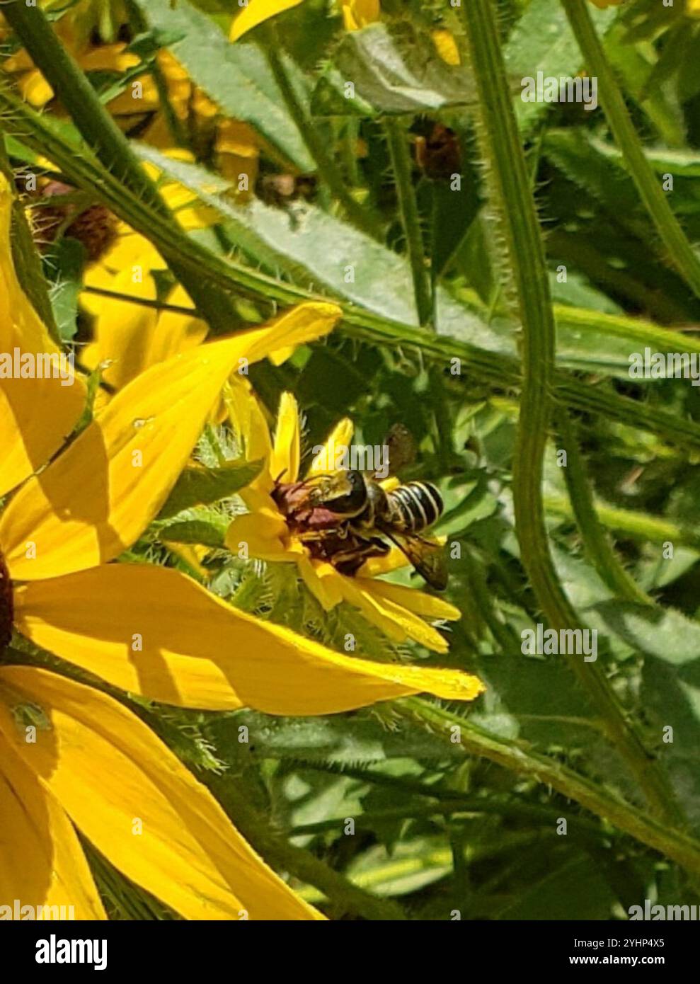 Pugnacious leafcutter bee hi-res stock photography and images - Alamy