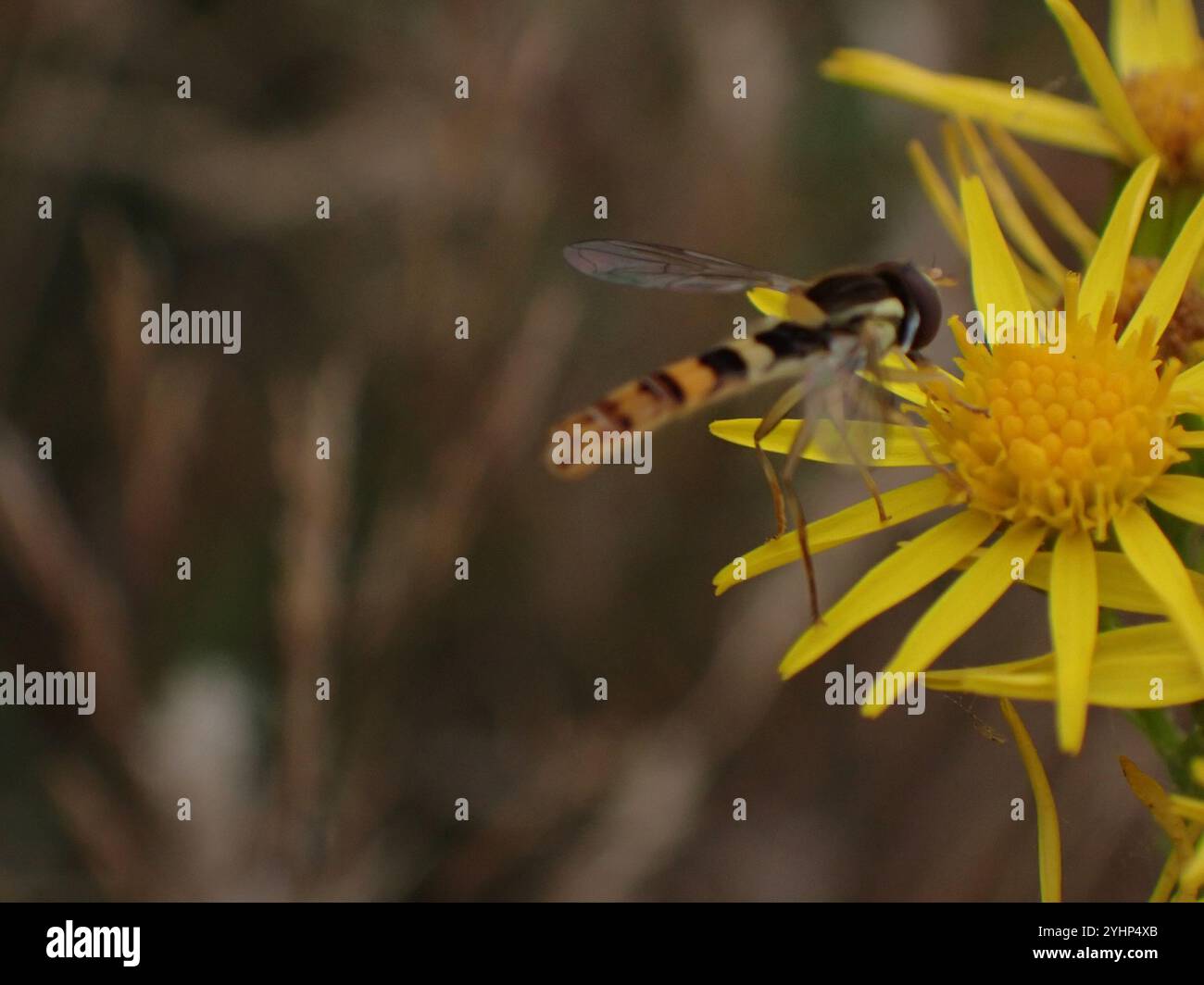 Common Globetail (Sphaerophoria scripta Stock Photo - Alamy