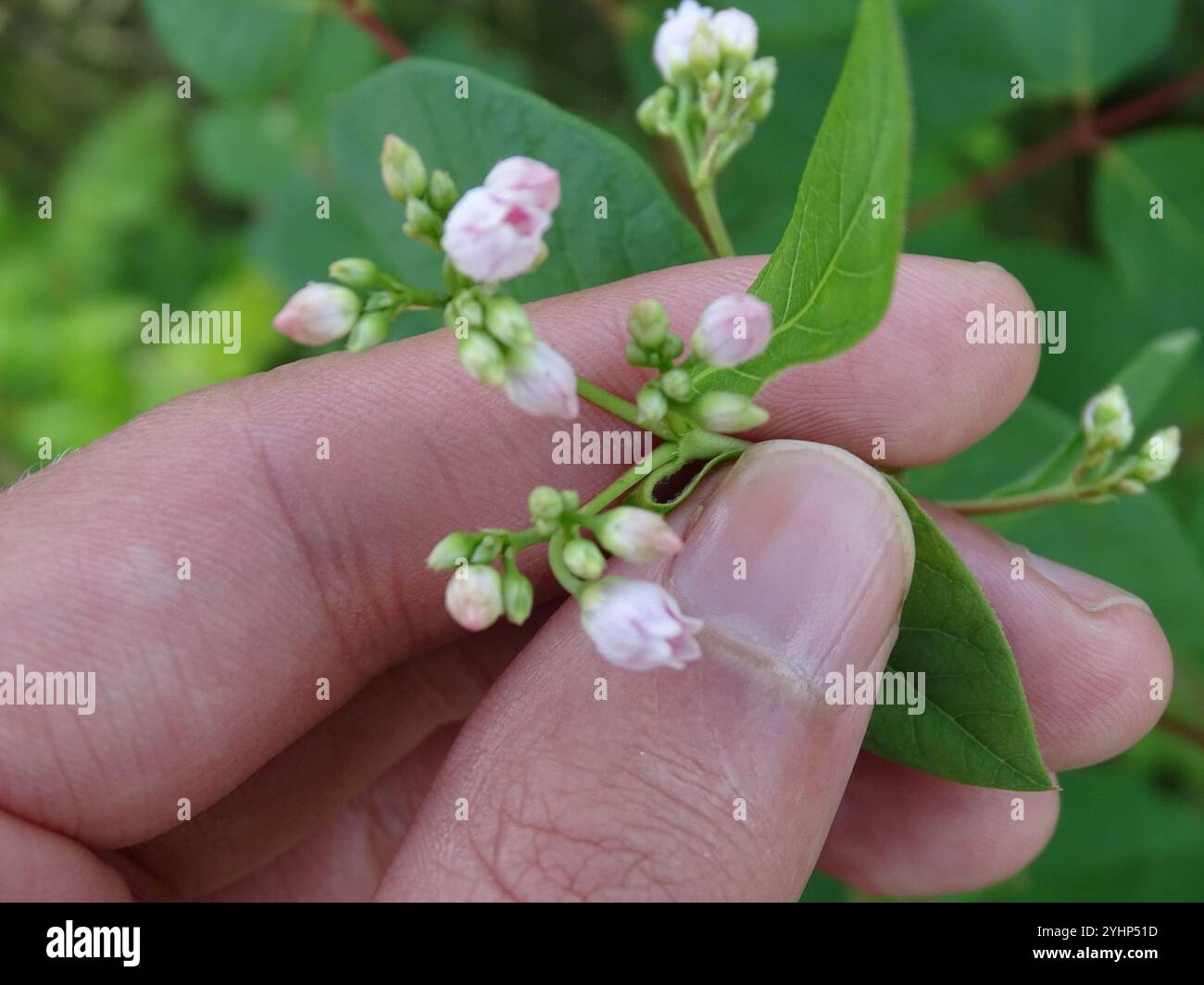 spreading dogbane (Apocynum androsaemifolium Stock Photo - Alamy