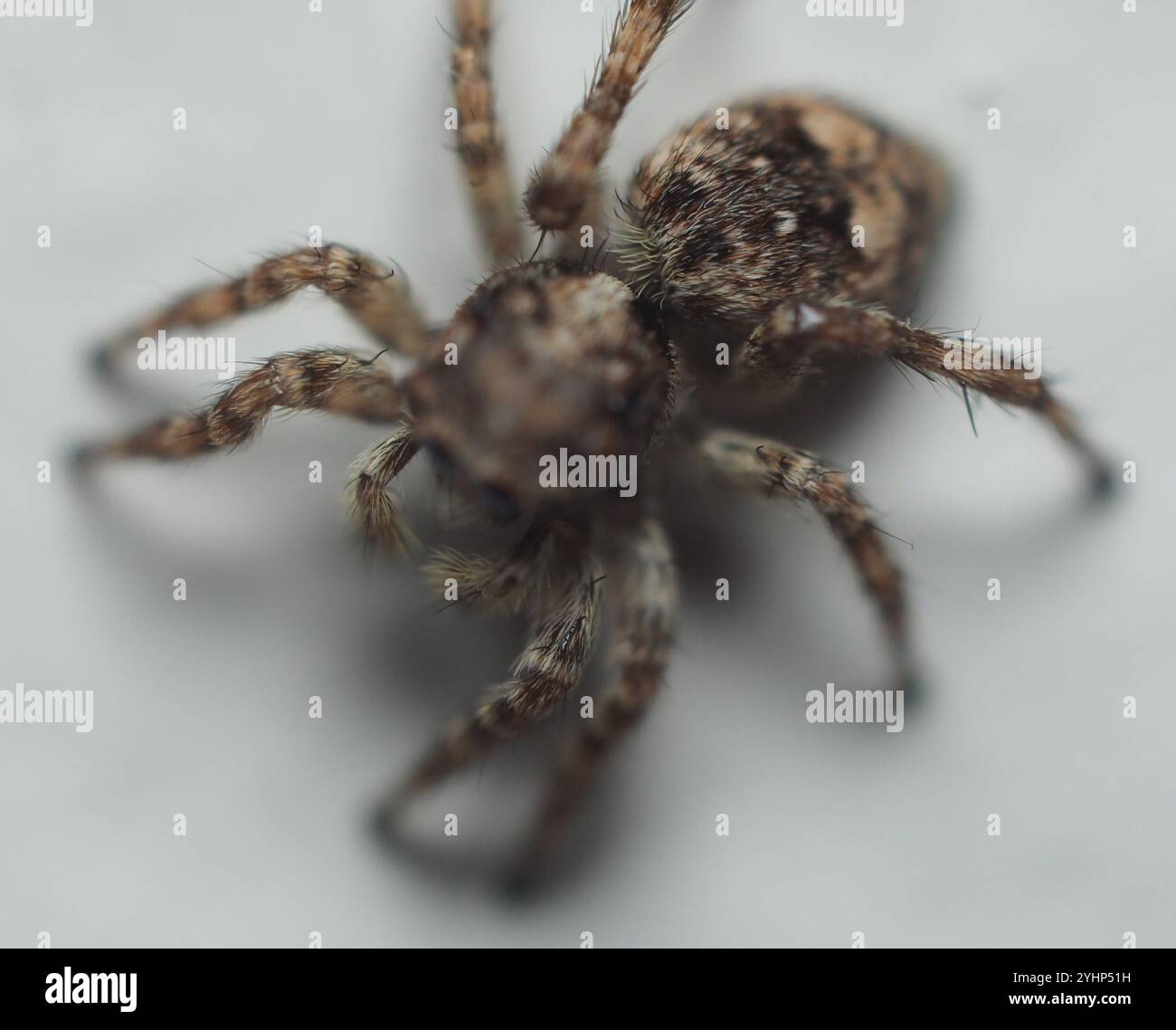 Asiatic Wall Jumping Spider (Attulus fasciger Stock Photo - Alamy