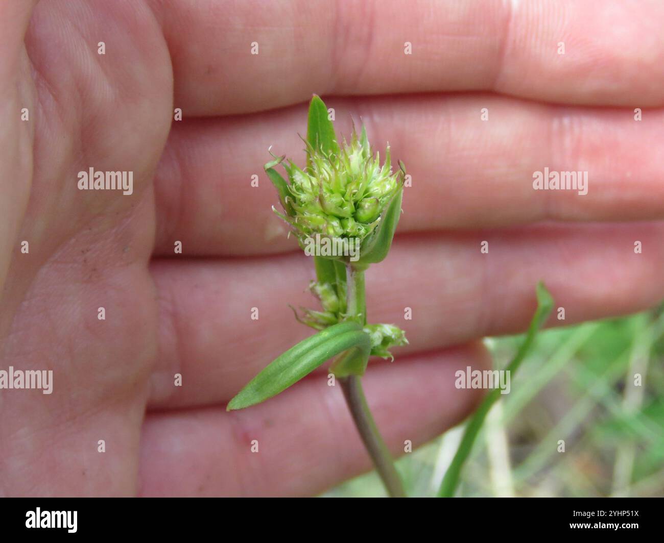 Yellow Beardtongue (Penstemon confertus Stock Photo - Alamy