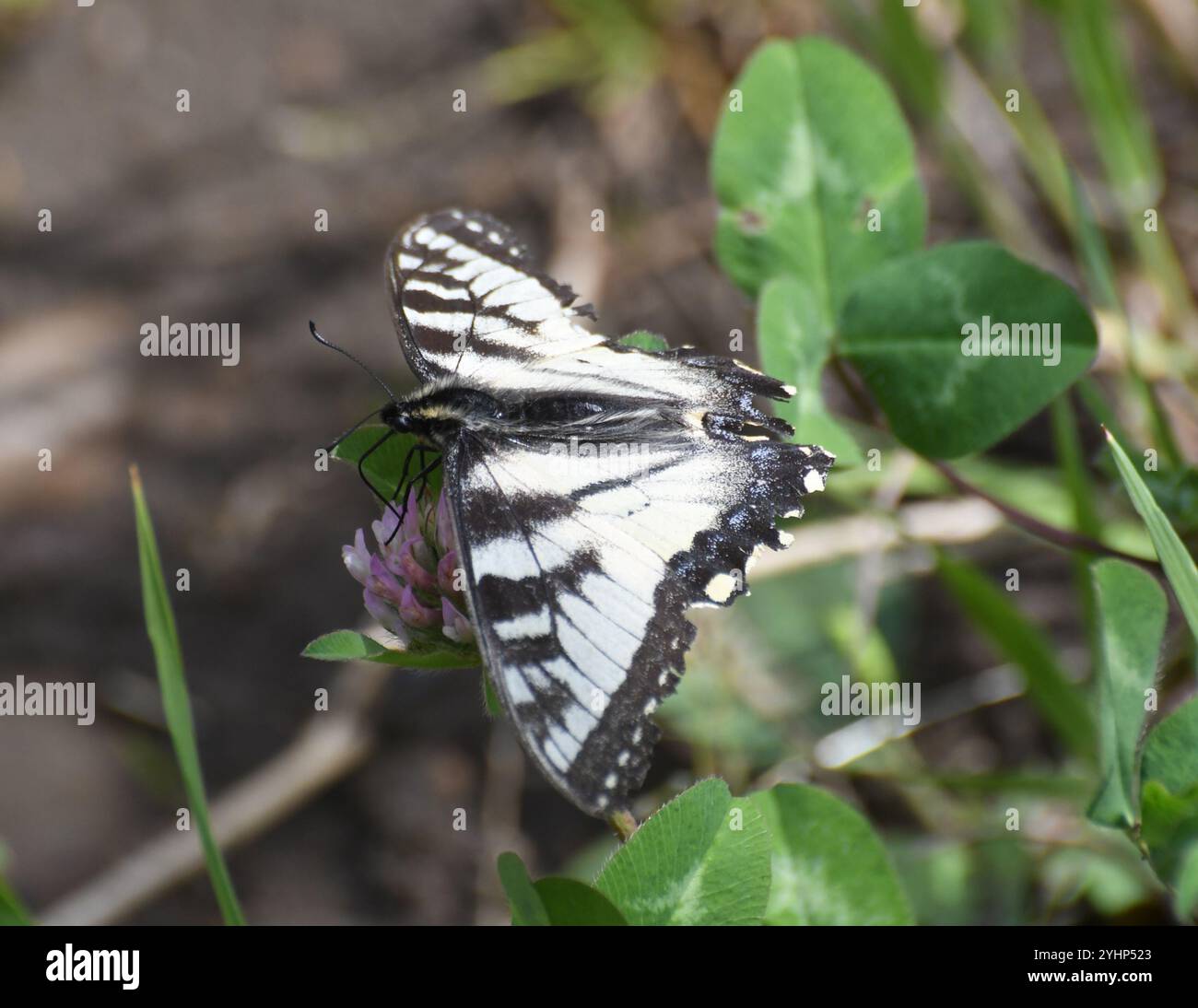 Canadian Tiger Swallowtail (Papilio canadensis Stock Photo - Alamy