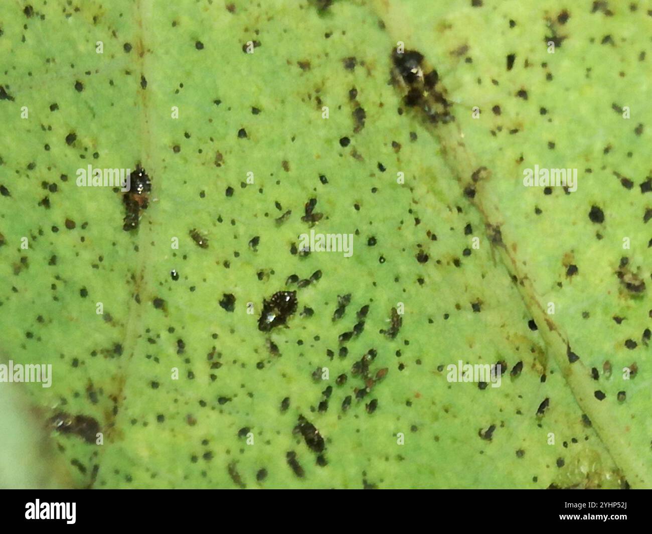 oak lace bug (Corythucha arcuata Stock Photo - Alamy