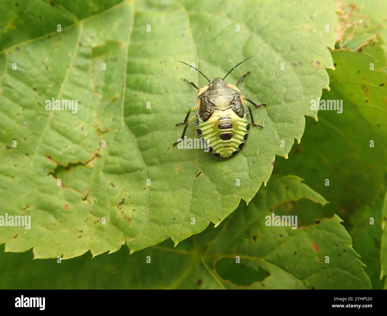Green Stink Bug (Chinavia hilaris Stock Photo - Alamy