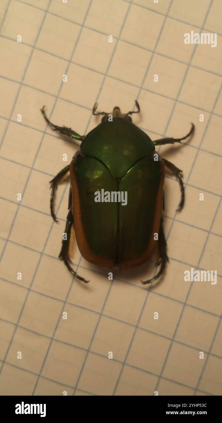 Figeater Beetle (Cotinis mutabilis Stock Photo - Alamy