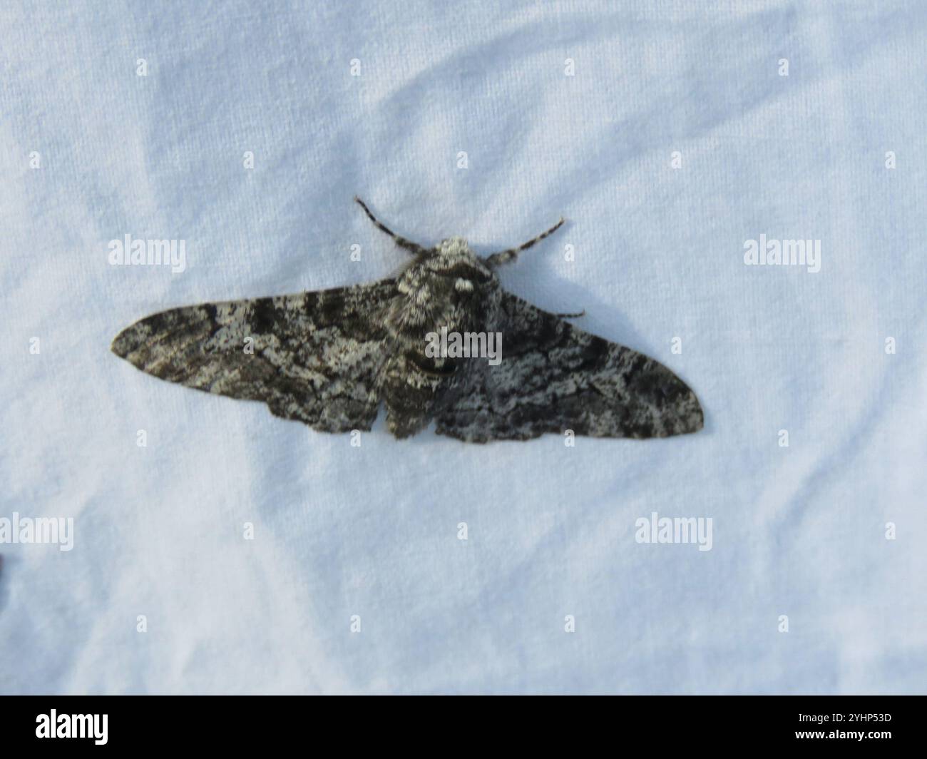 Peppered Moth (Biston betularia Stock Photo - Alamy