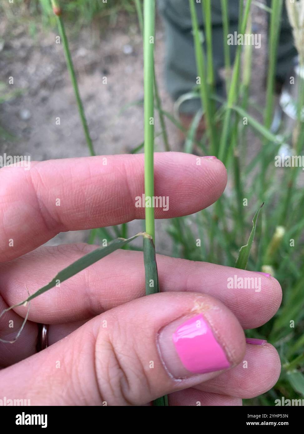feather finger grass (Chloris virgata Stock Photo - Alamy