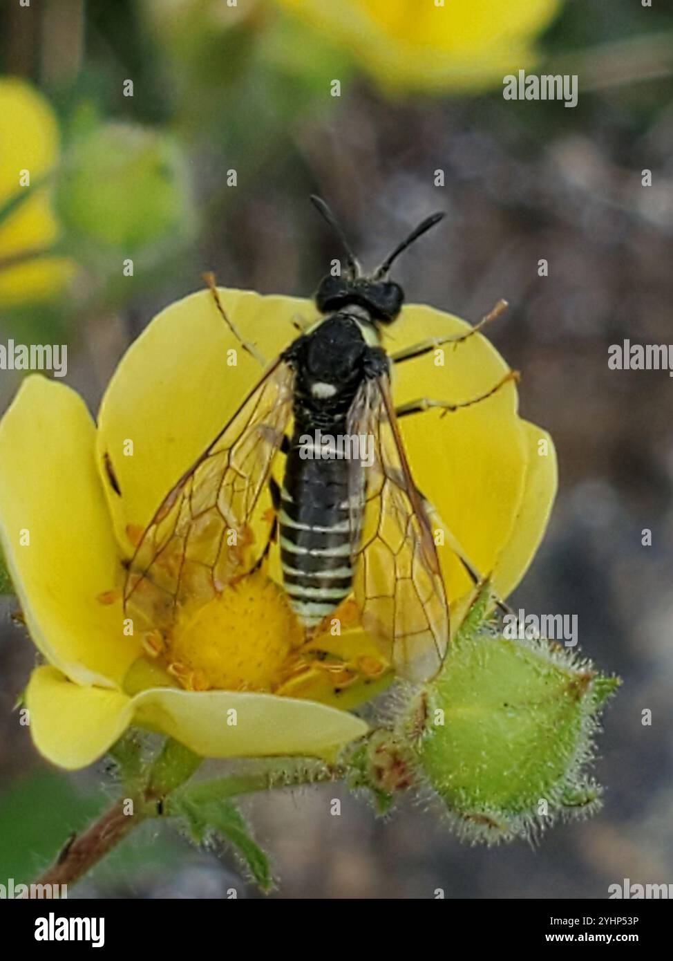 Sawflies, Horntails, and Wood Wasps (Symphyta Stock Photo - Alamy