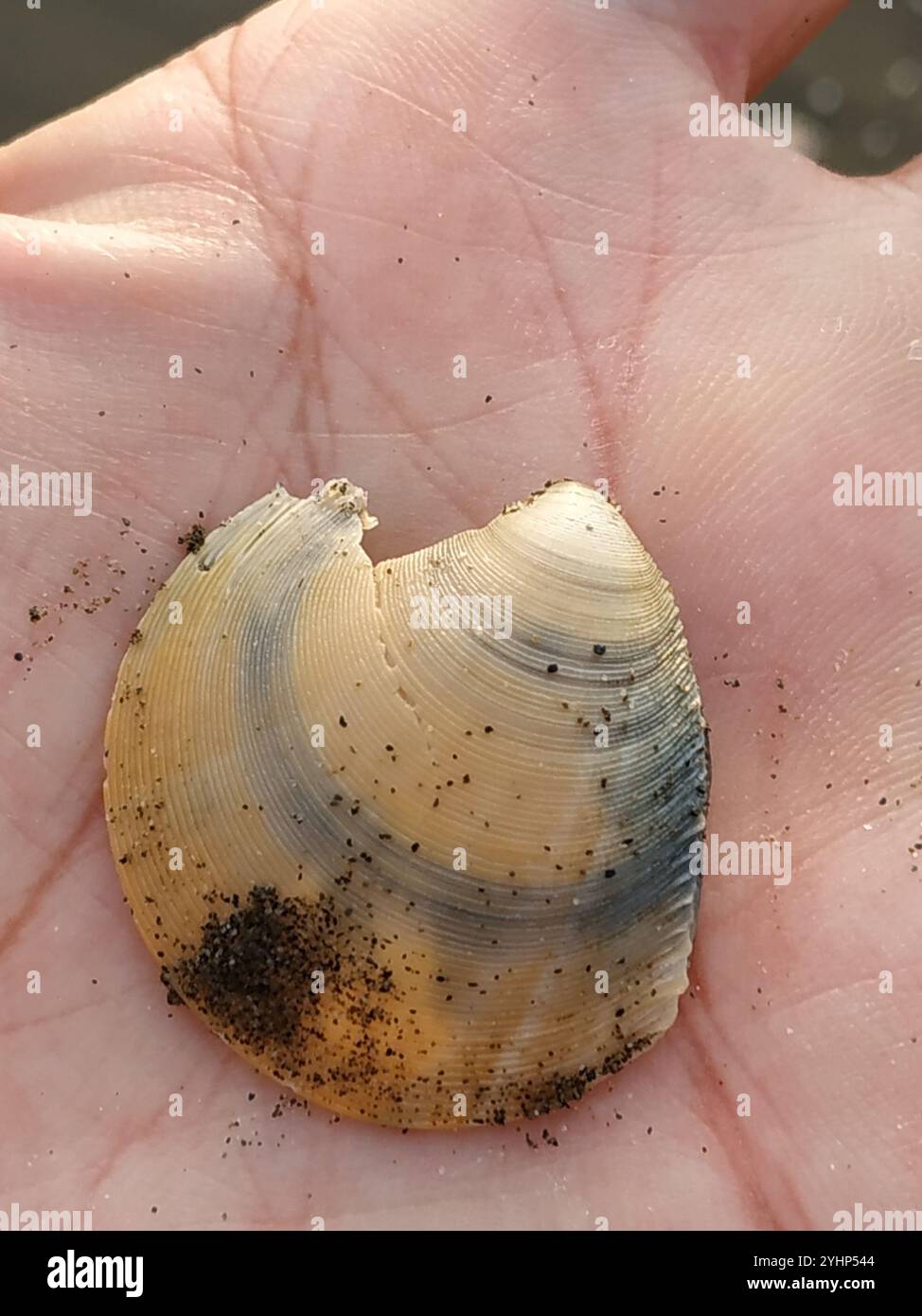 Dosinia hi-res stock photography and images - Alamy