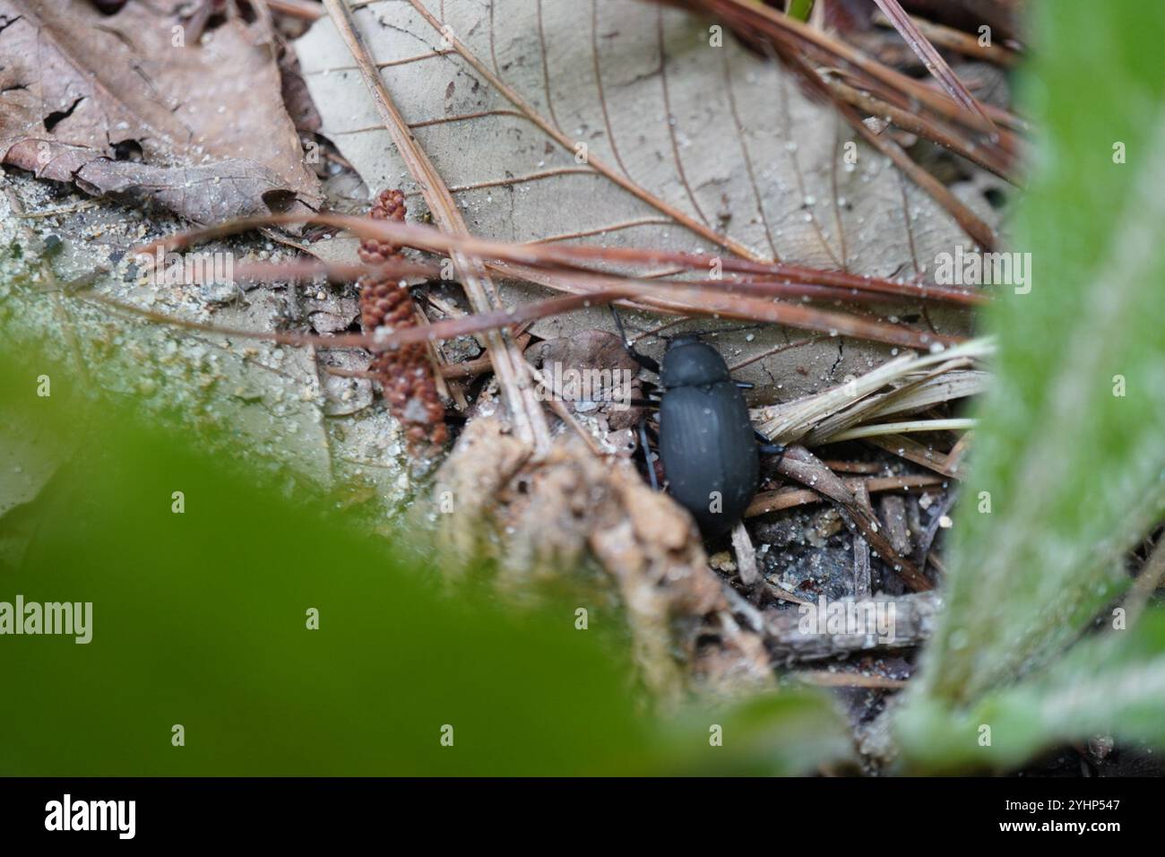 Davidis hi-res stock photography and images - Alamy