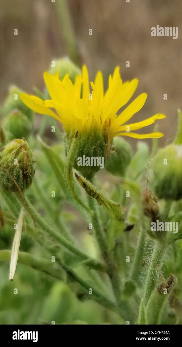 Telegraphweed (Heterotheca grandiflora Stock Photo - Alamy
