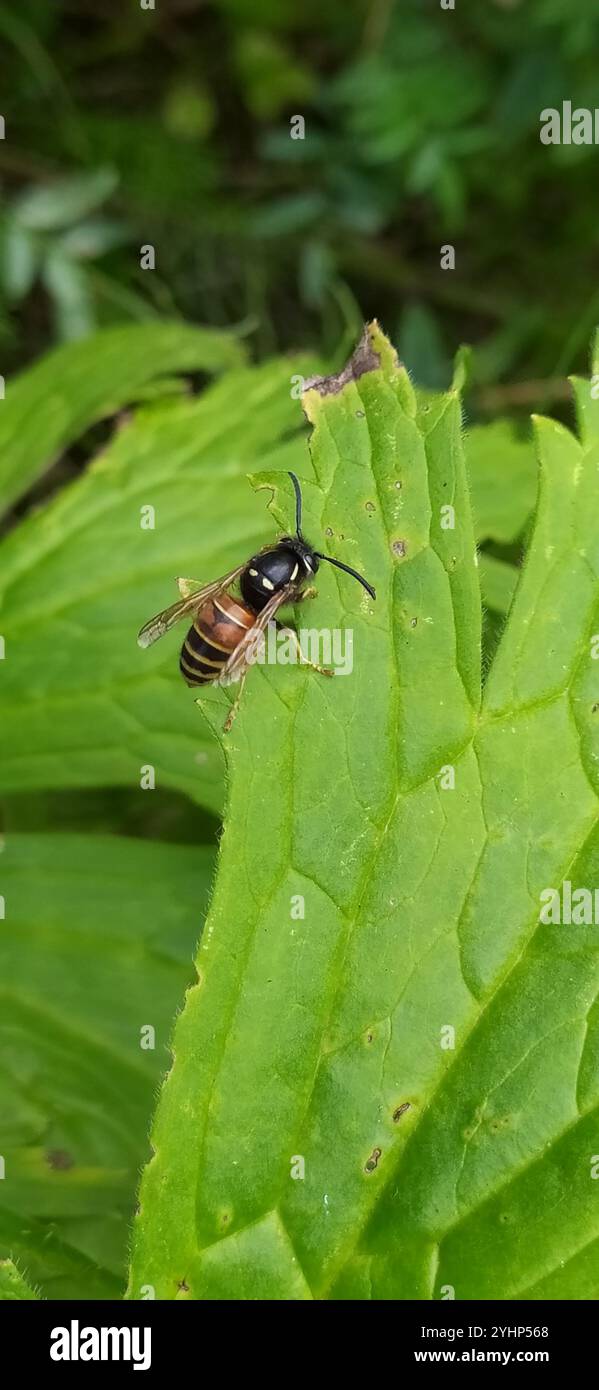 Red-banded Yellowjacket (Vespula rufa Stock Photo - Alamy