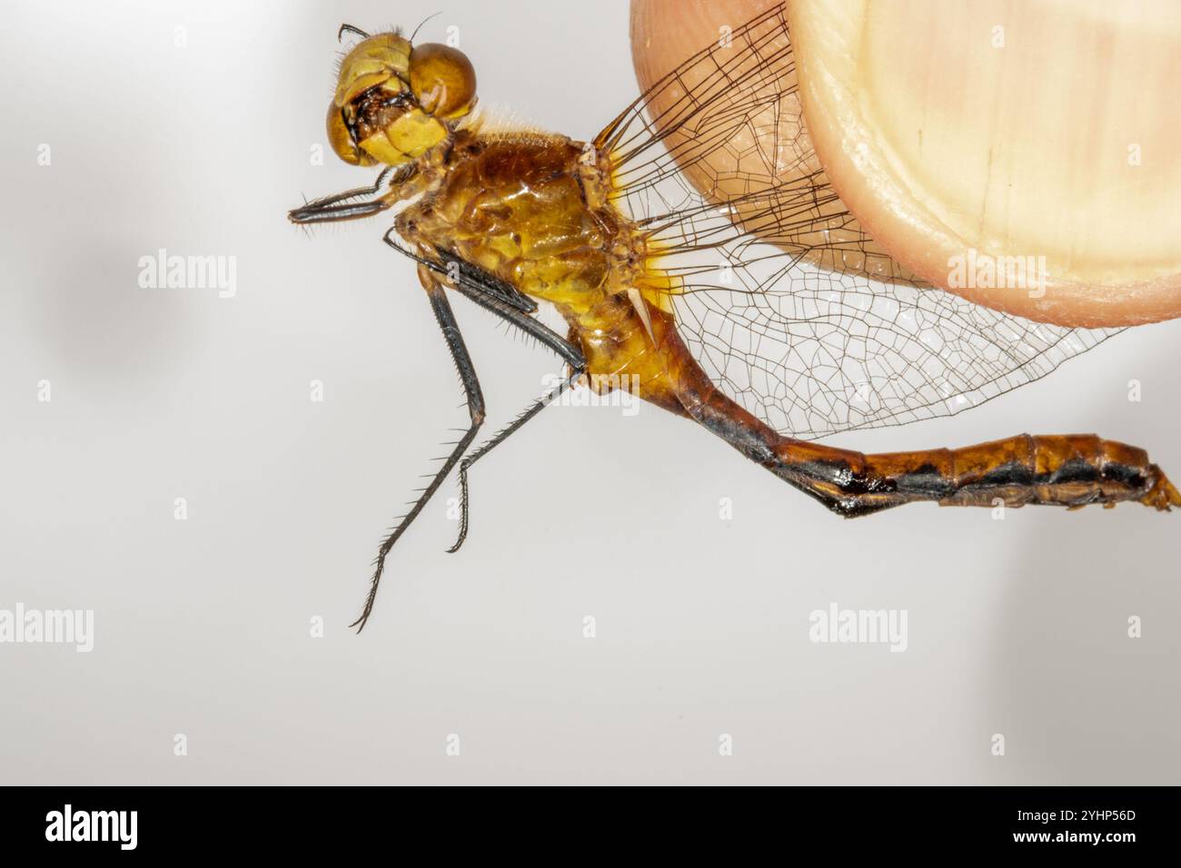 Cherry-faced Meadowhawk (Sympetrum internum Stock Photo - Alamy