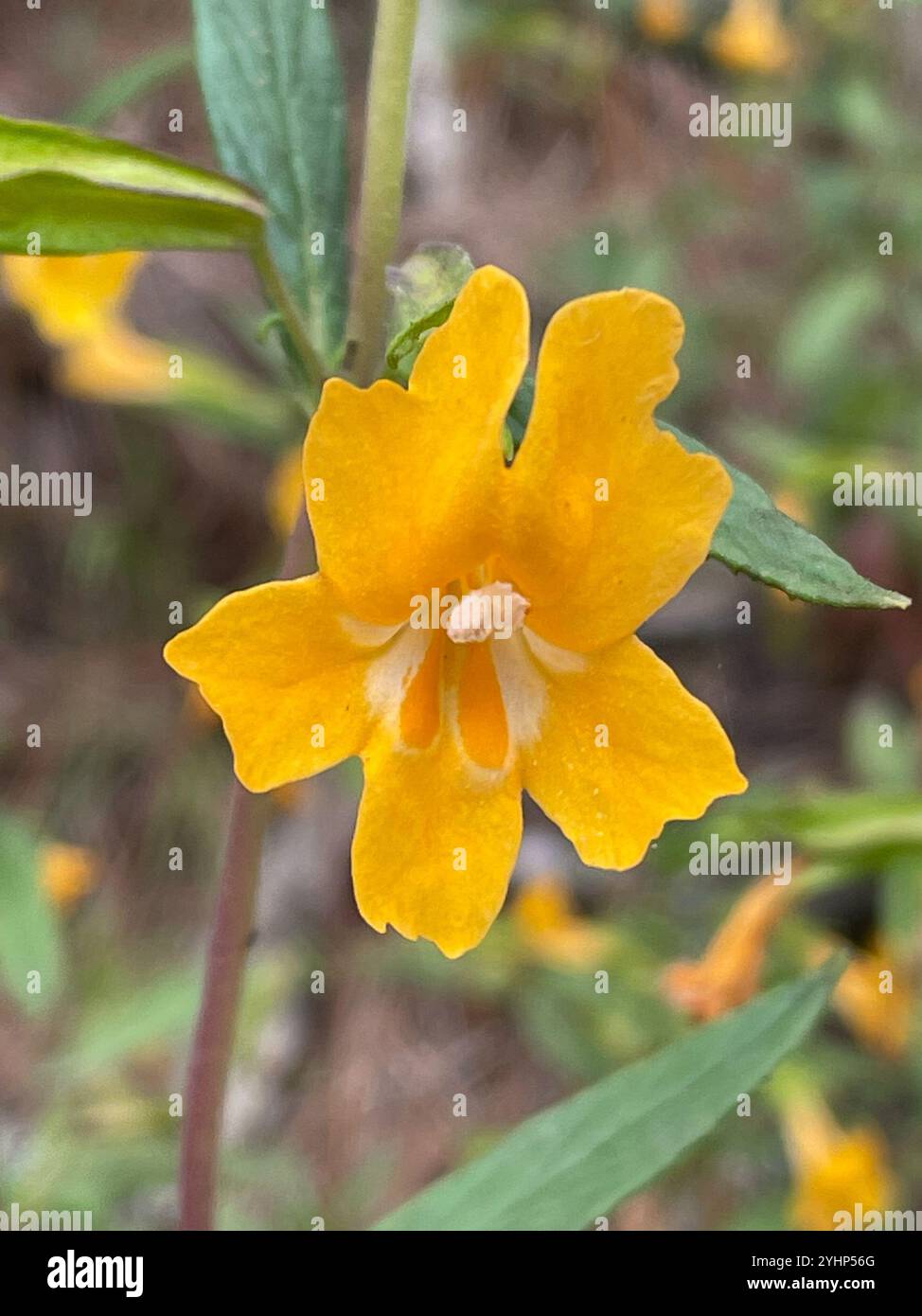 orange bush monkeyflower (Diplacus aurantiacus Stock Photo - Alamy