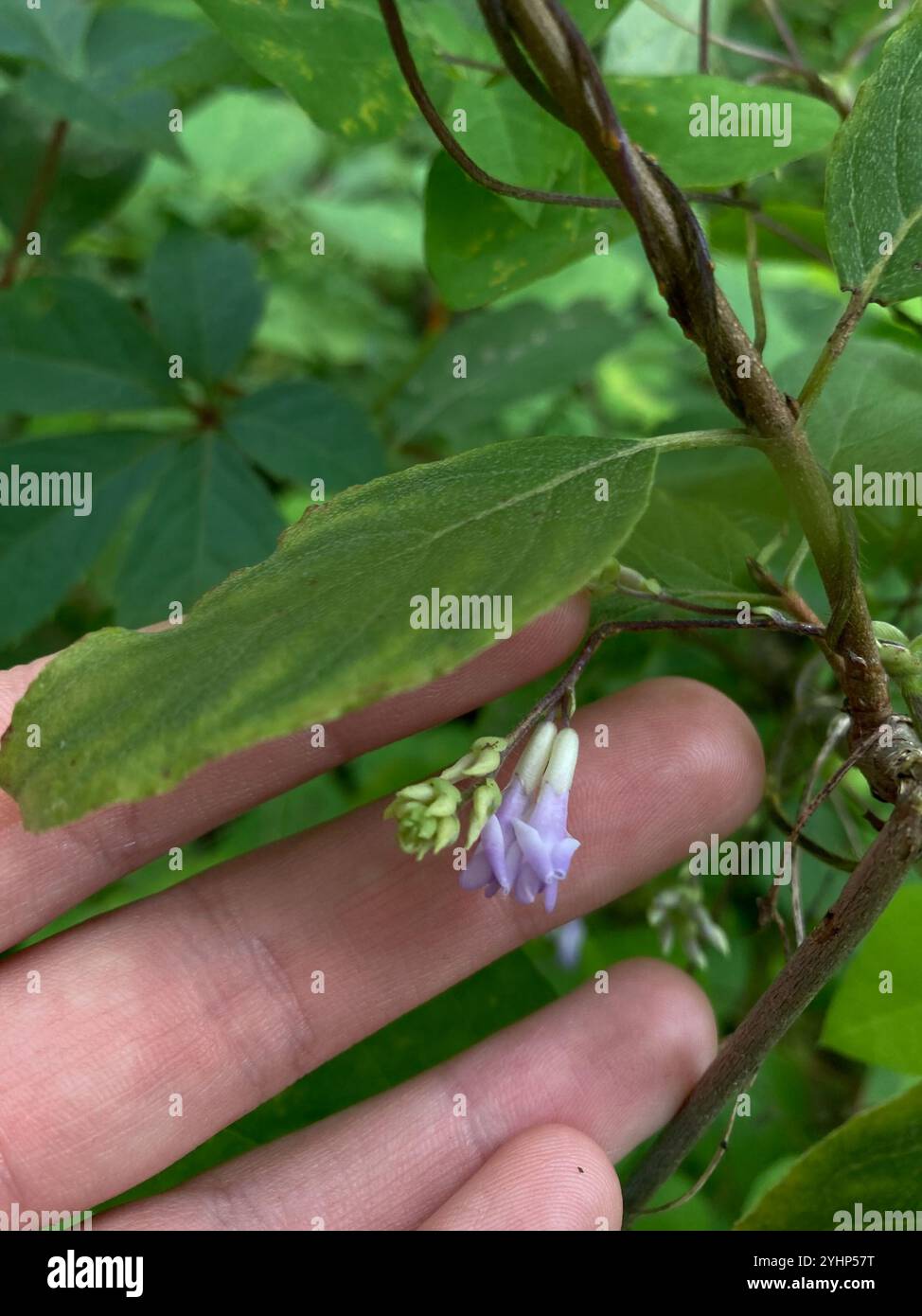 American hog-peanut (Amphicarpaea bracteata Stock Photo - Alamy