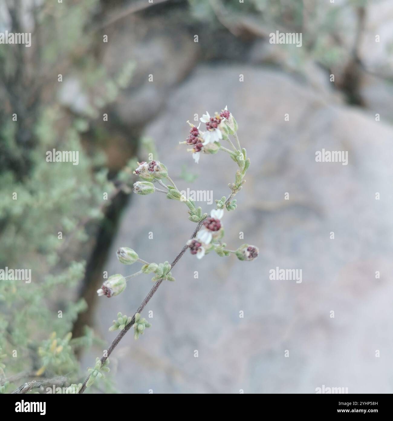 Boegoe hi-res stock photography and images - Alamy