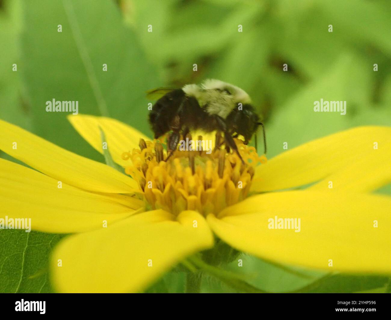 Common Eastern Bumble Bee (Bombus impatiens Stock Photo - Alamy