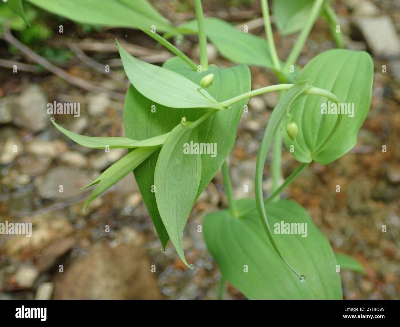 white twisted-stalk (Streptopus amplexifolius Stock Photo - Alamy