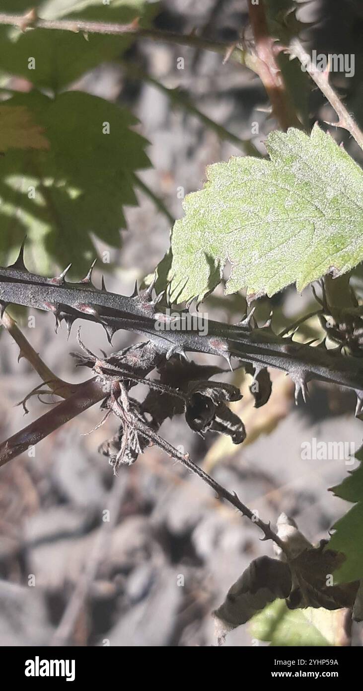 whitebark raspberry (Rubus leucodermis Stock Photo - Alamy