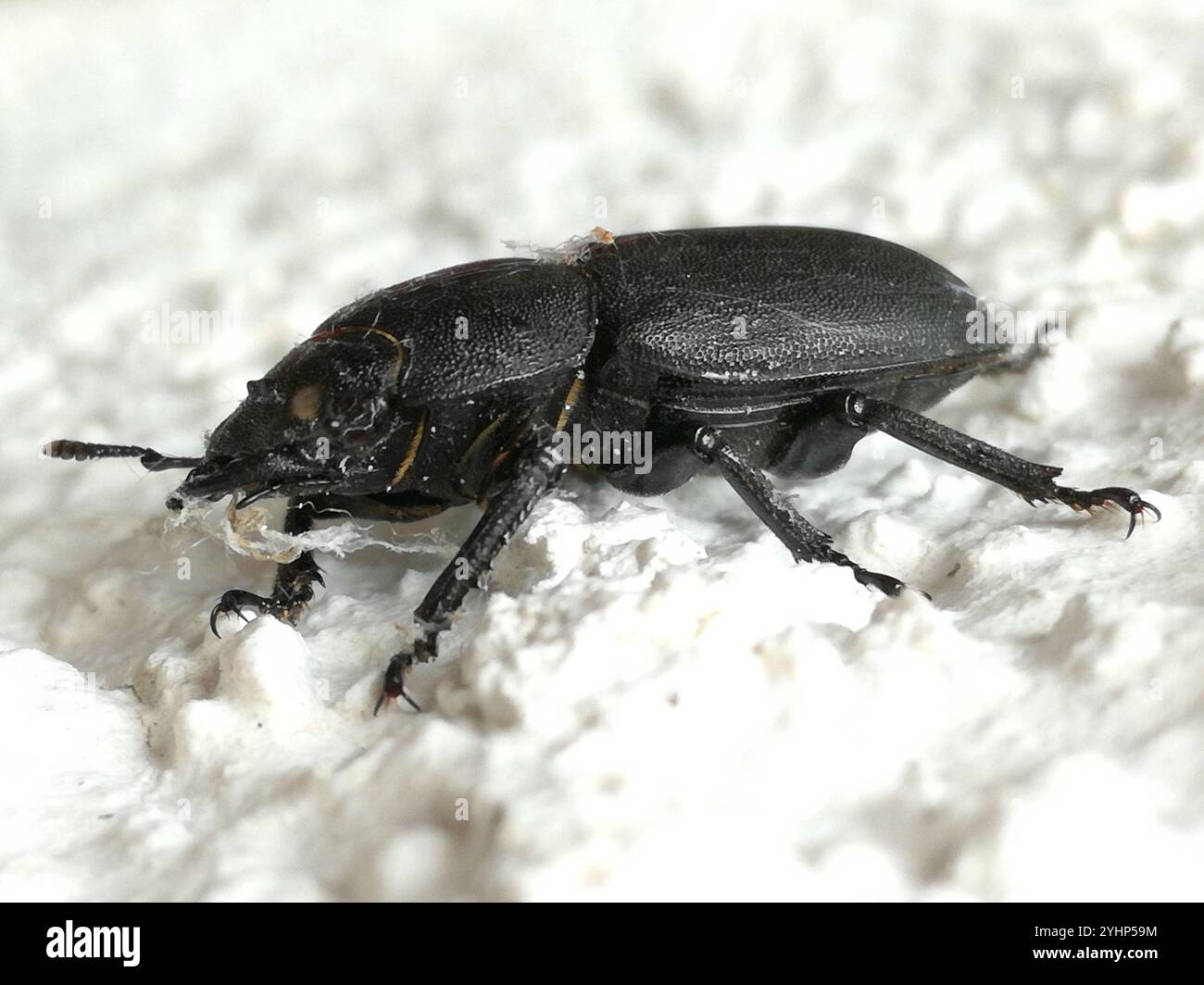 Lesser Stag Beetle (Dorcus parallelipipedus Stock Photo - Alamy