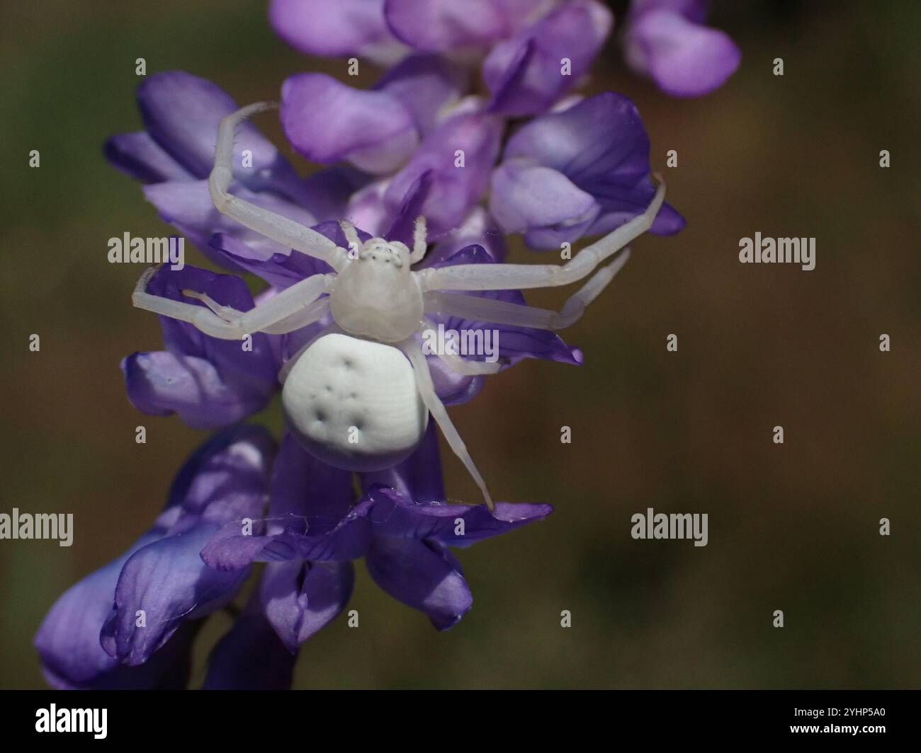 Crab Spiders (Thomisidae Stock Photo - Alamy