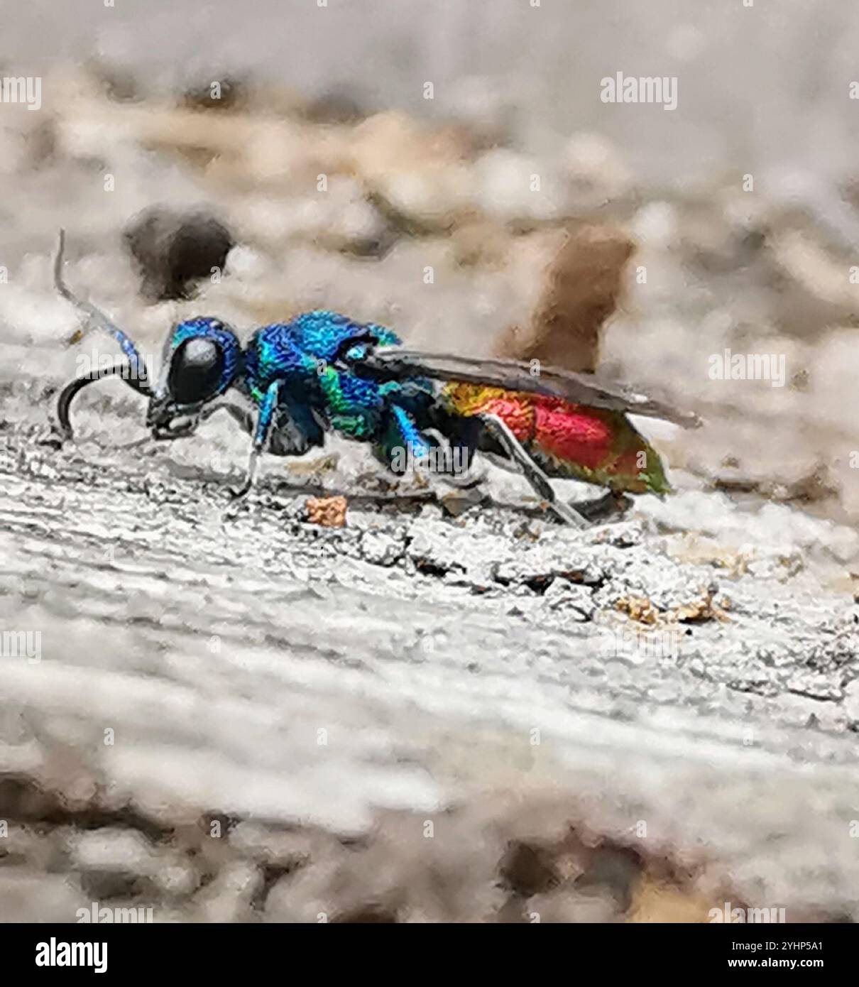 Ruby-tailed Cuckoo Wasps (Chrysis ignita Stock Photo - Alamy
