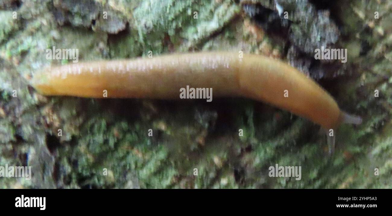 Western Dusky Slug (Arion subfuscus Stock Photo - Alamy
