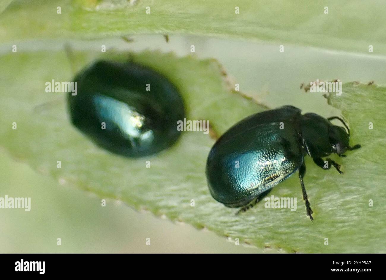 Willow Leaf Beetle (Plagiodera versicolora Stock Photo - Alamy