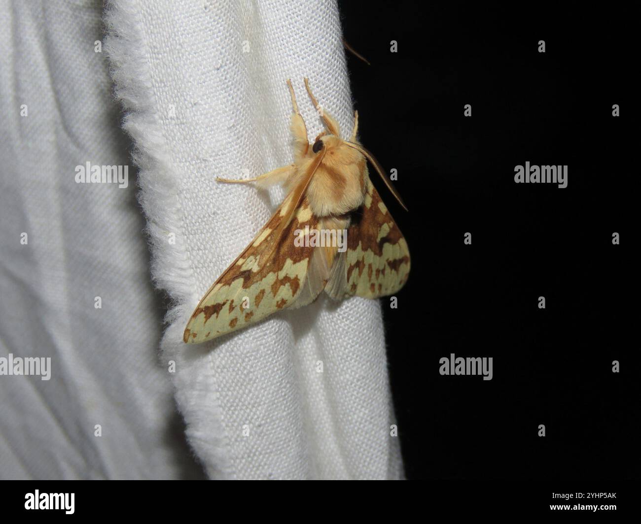 Spotted Tussock Moth (Lophocampa maculata Stock Photo - Alamy