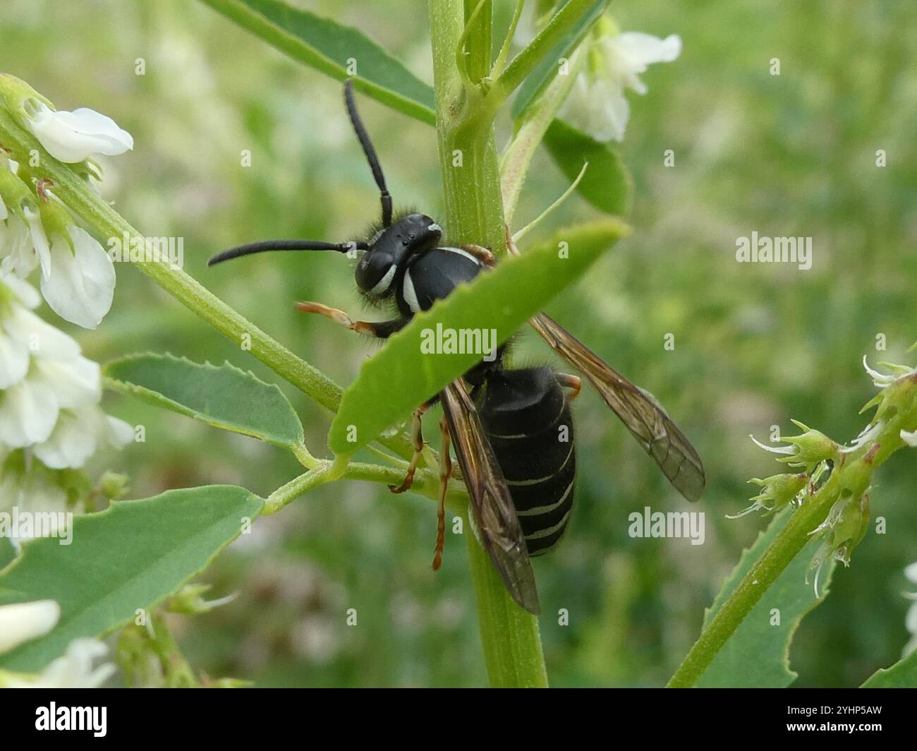 Blackjacket (Vespula consobrina Stock Photo - Alamy