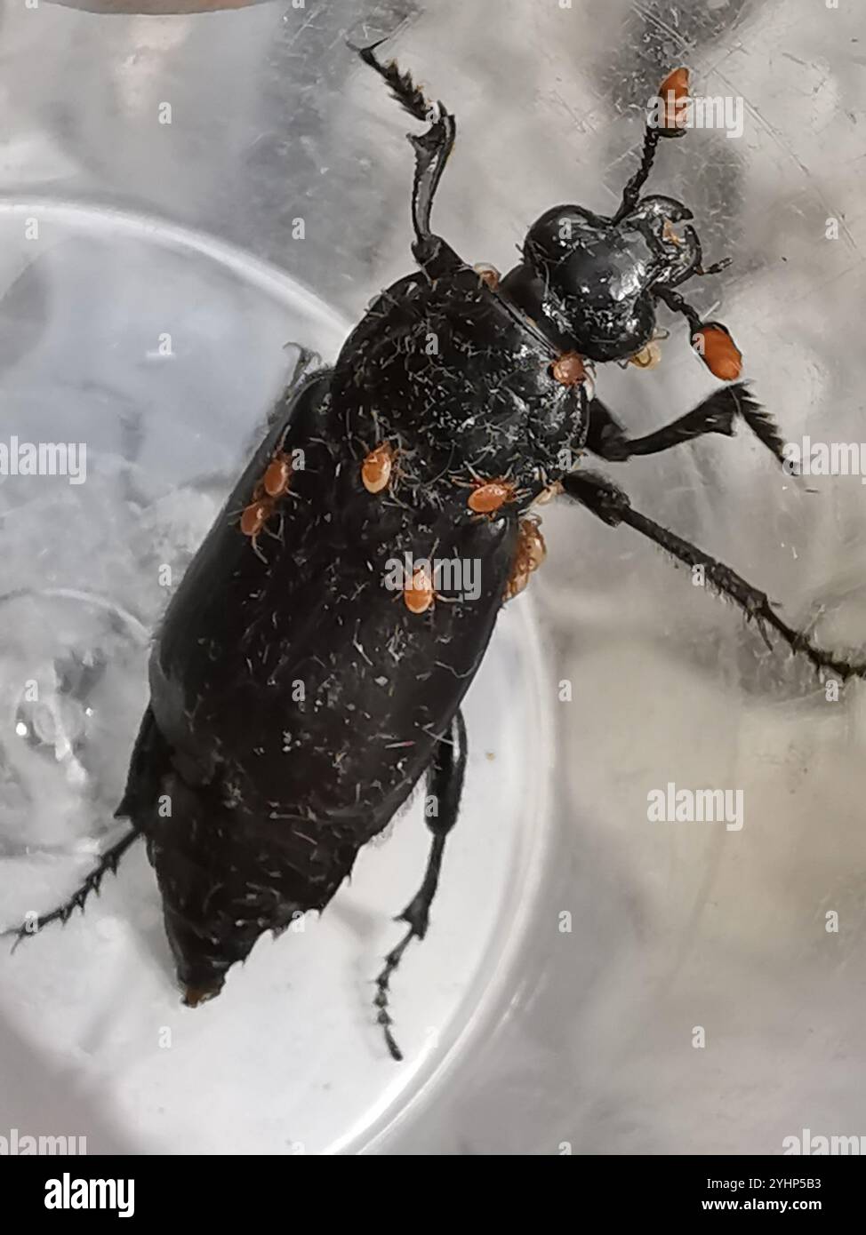Black Burying Beetle (Nicrophorus humator Stock Photo - Alamy